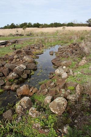 The Ancient Aboriginal Engineering of the Budj Bim Eel Traps ...